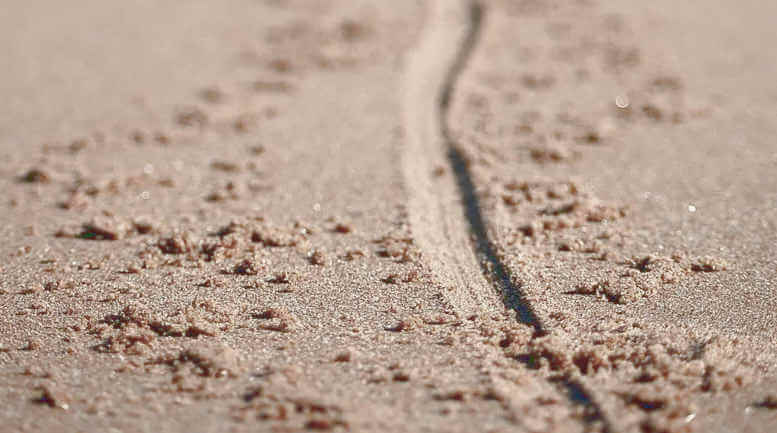 LINE IN THE SAND - Ripp Report